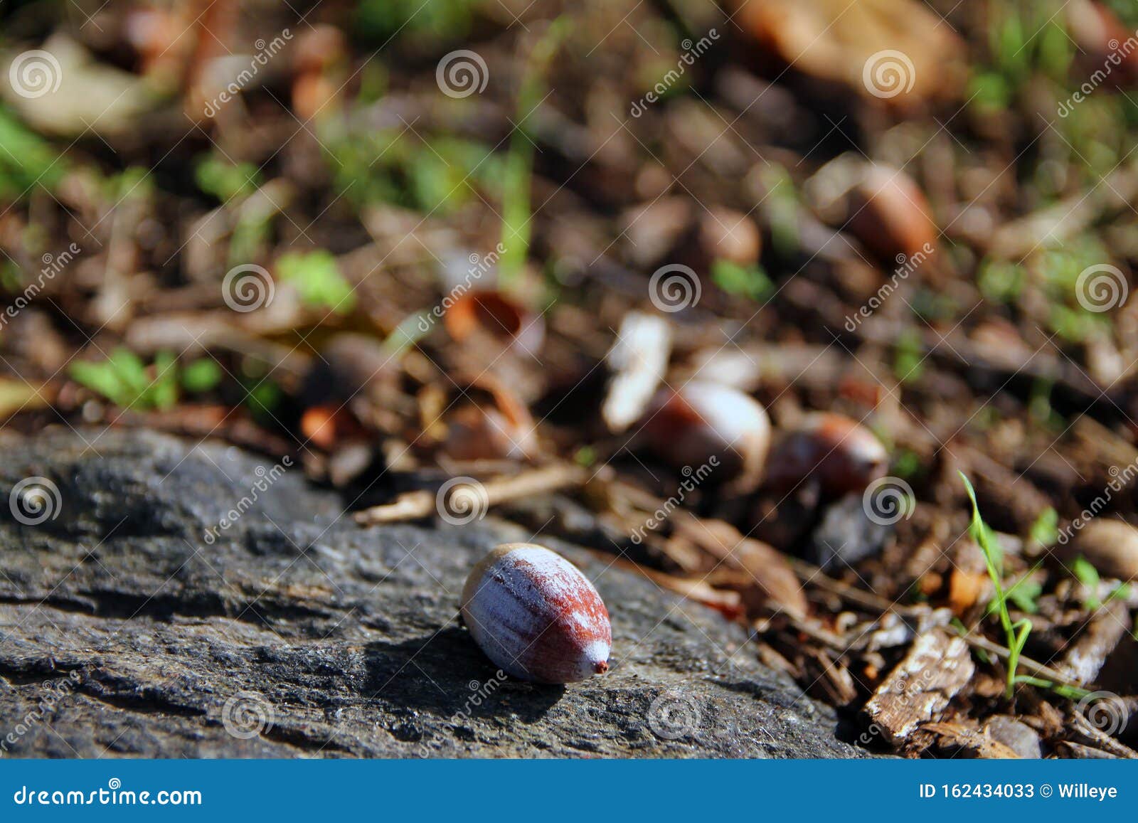 Close Up of a Nut during Autumn Season Stock Image - Image of mountain ...
