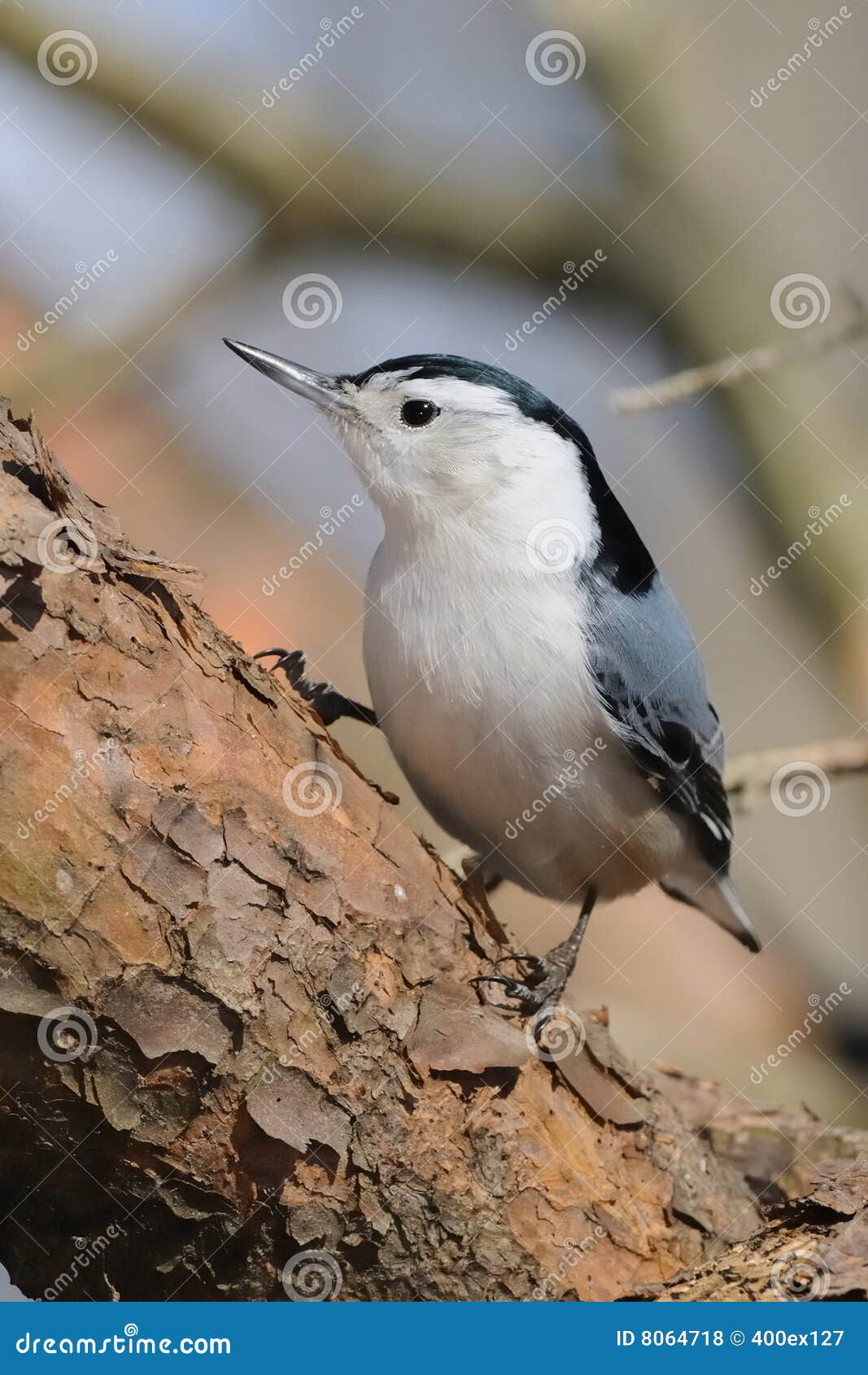 Close up of Nuthatch bird stock photo. Image of bird, beak - 8064718