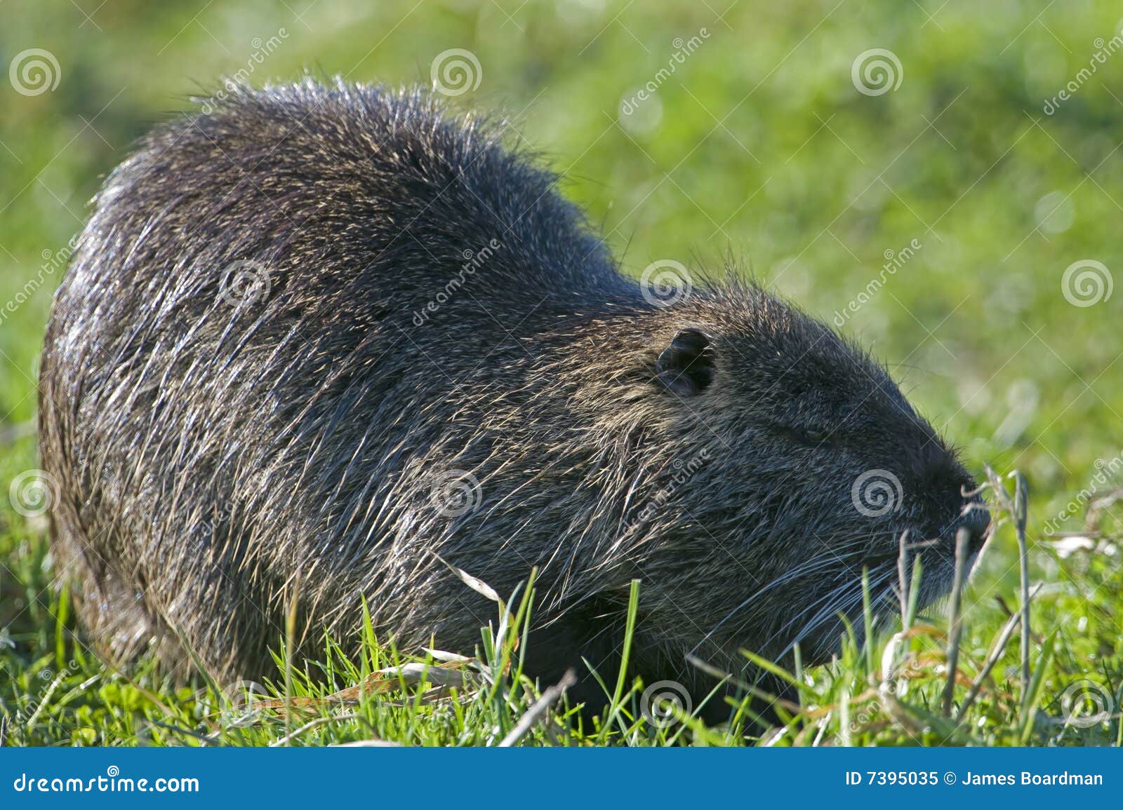Close up Nutria stock image. Image of shaggy, mammal, myocastor - 7395035