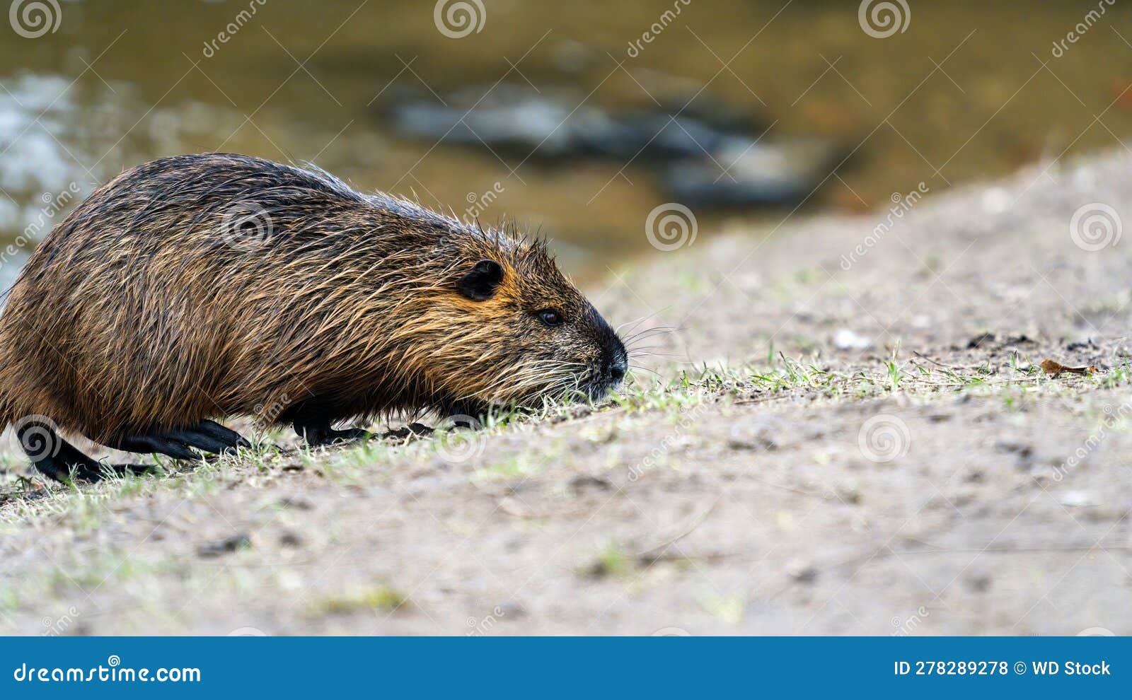 Close-up of a Nutria or Coypu Stock Photo - Image of snout, nature ...
