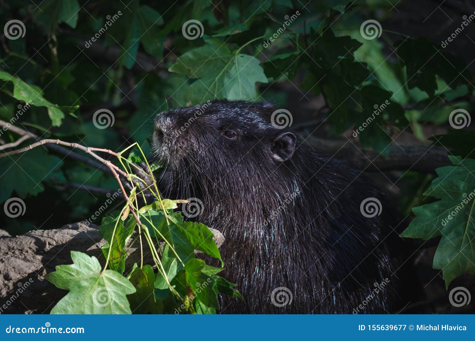 Close Up of Nutria in Nature. Stock Image - Image of coypus, species ...