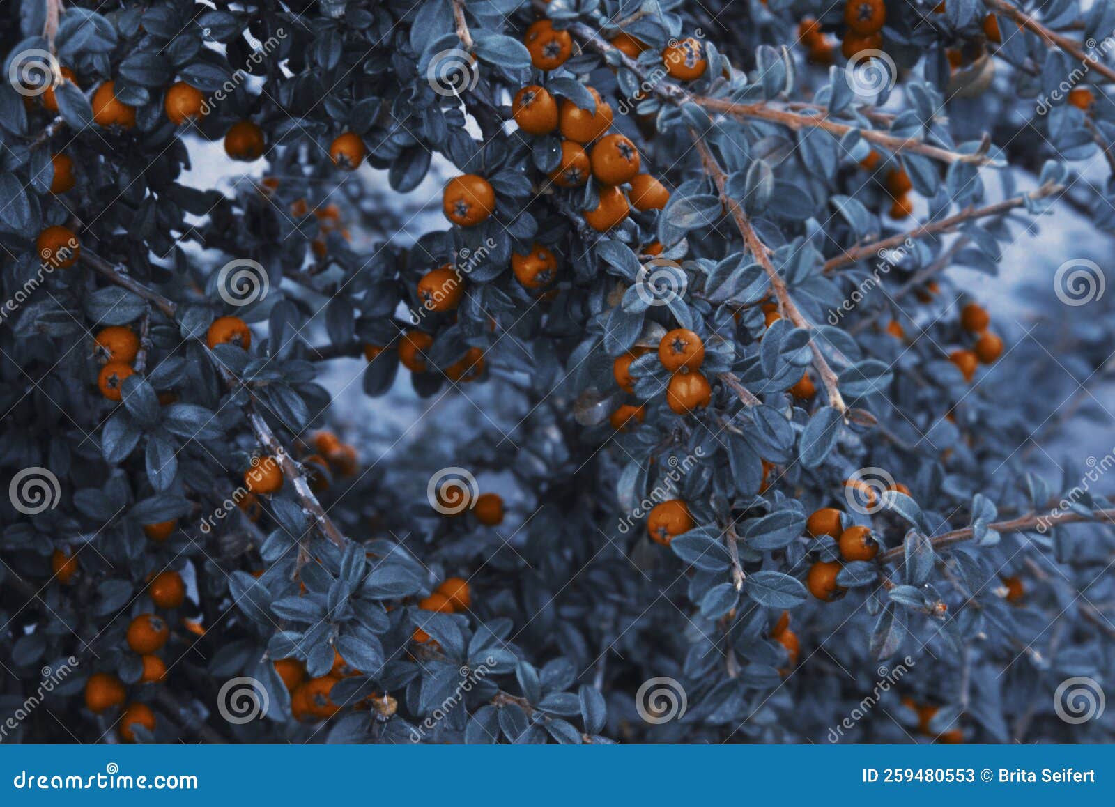 Close-up of the Oak-leaf Rowan Berries on the Tree Stock Image - Image ...