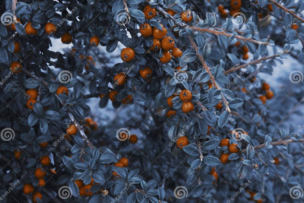 Close-up of the Oak-leaf Rowan Berries on the Tree Stock Image - Image ...