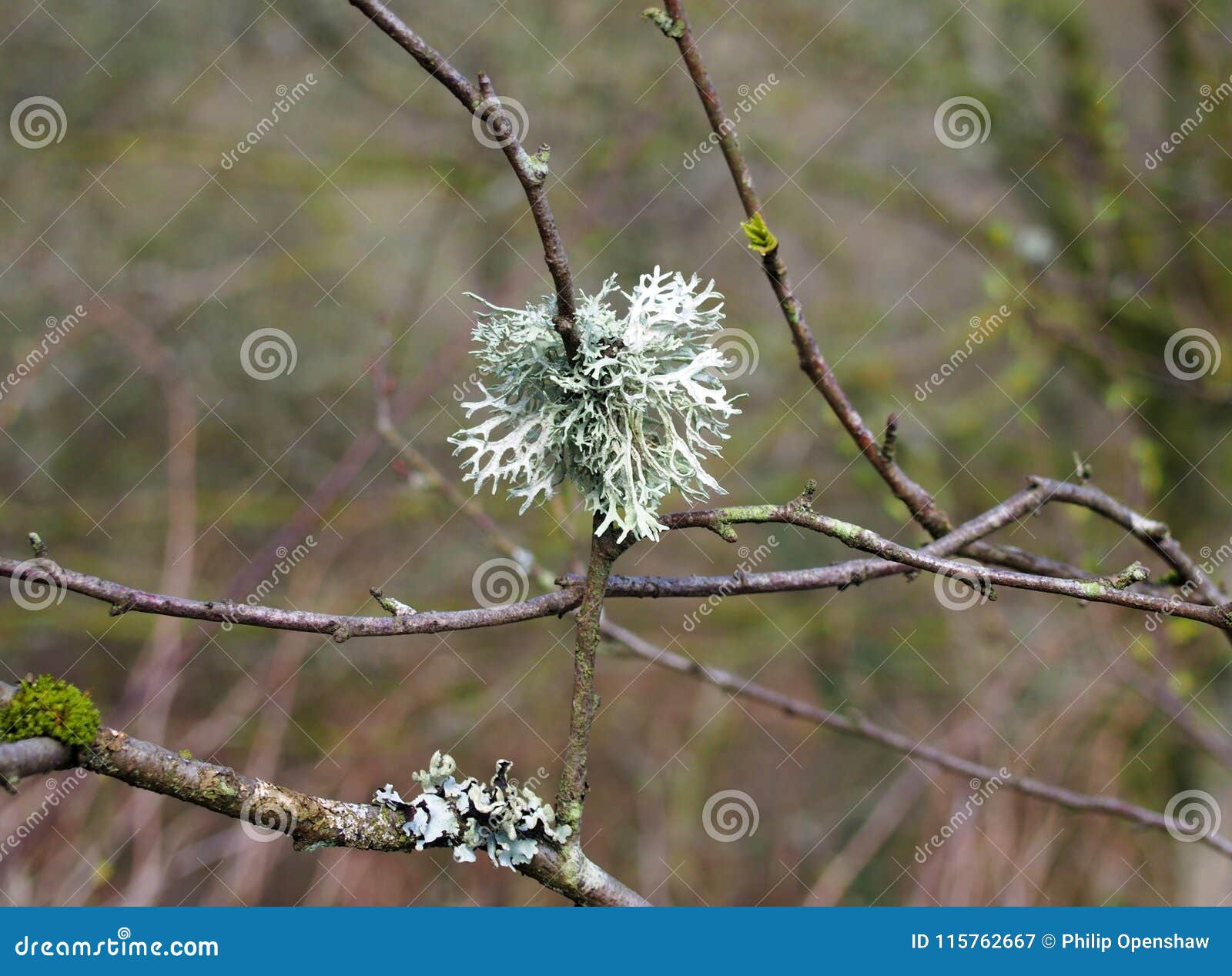 Close Up of Oak Moss Lichen Growing on a Twig in Woodland Stock Image ... Close Up of Oak Moss Lichen Growing on a Twig in Woodland Stock Image ...