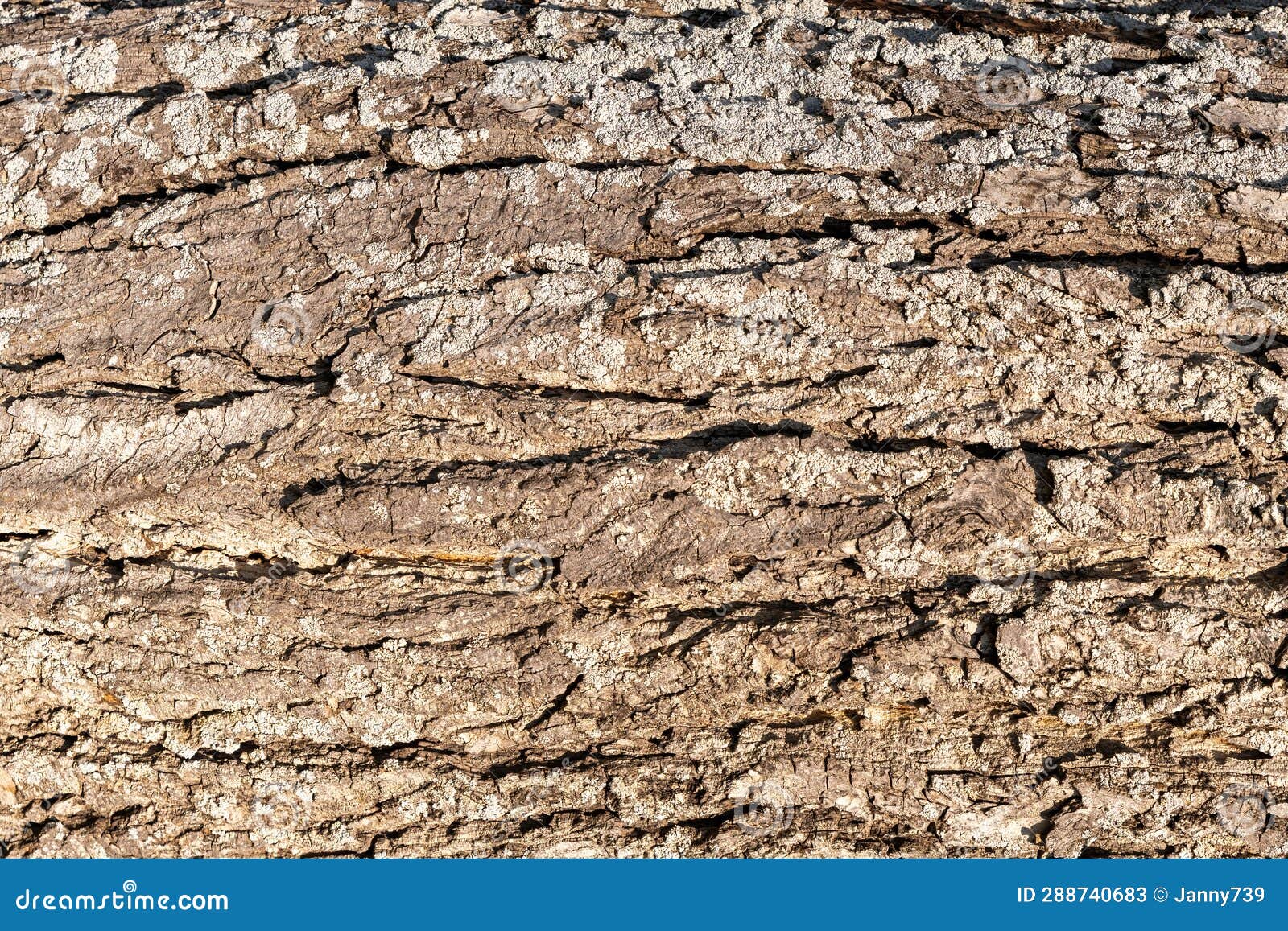 Close Up of Oak Tree Bark with Deep Cracks Stock Image - Image of bark ...