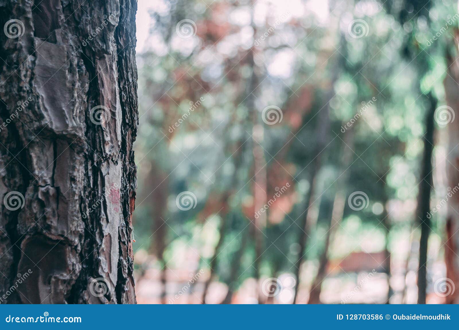 Close up of oak tree trunk stock photo. Image of blurred - 128703586
