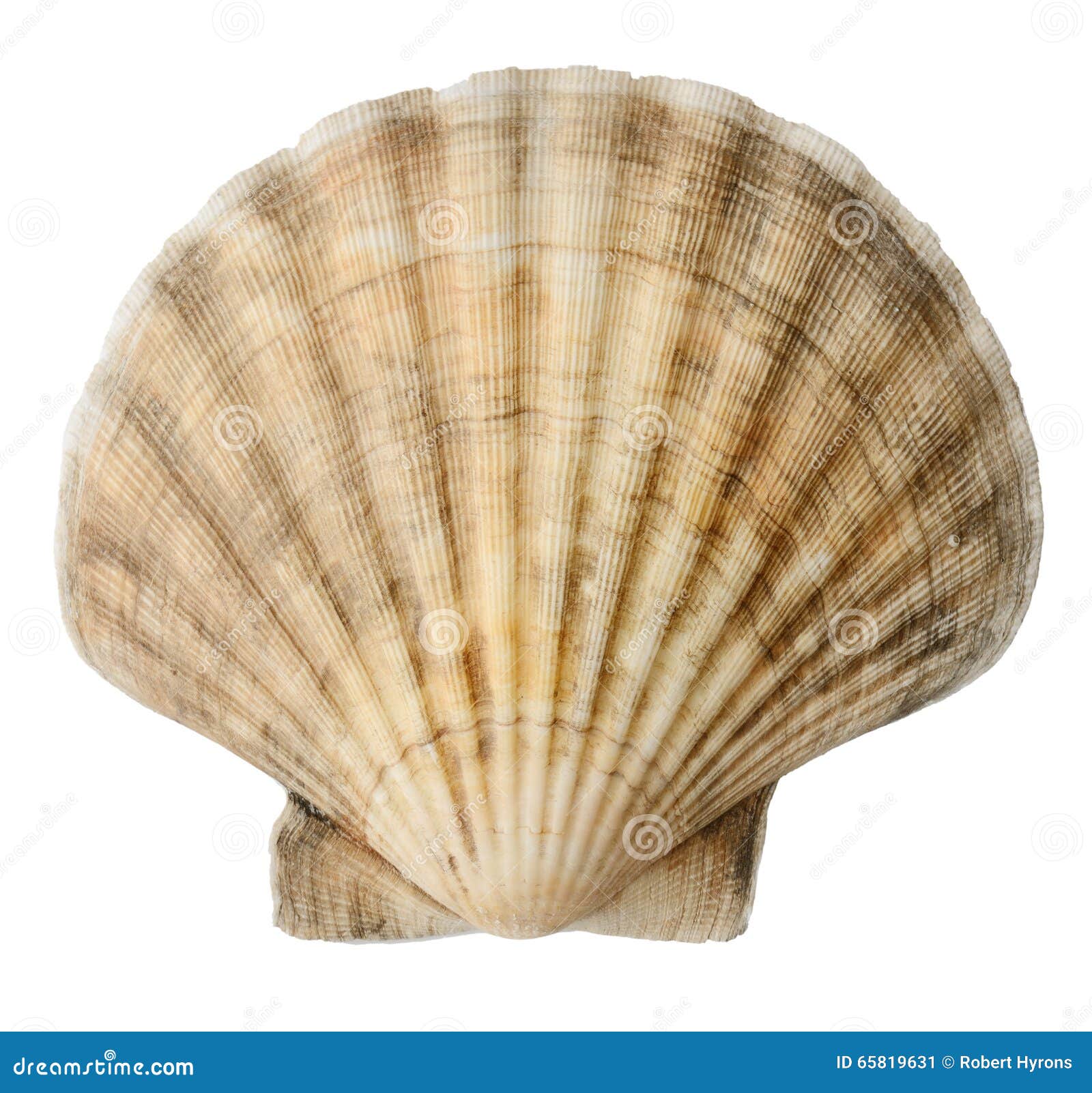 Close up of ocean shell stock image. Image of scallop - 65819631