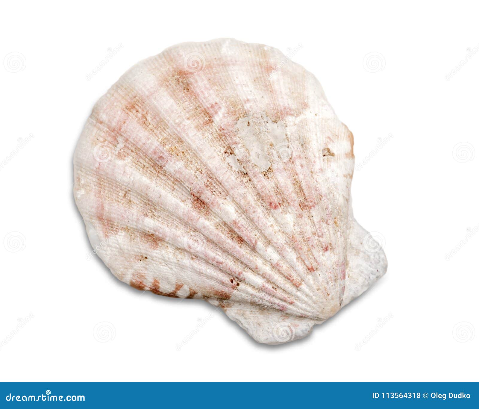 Close Up of Ocean Shell Isolated on White Stock Photo - Image of nature ...