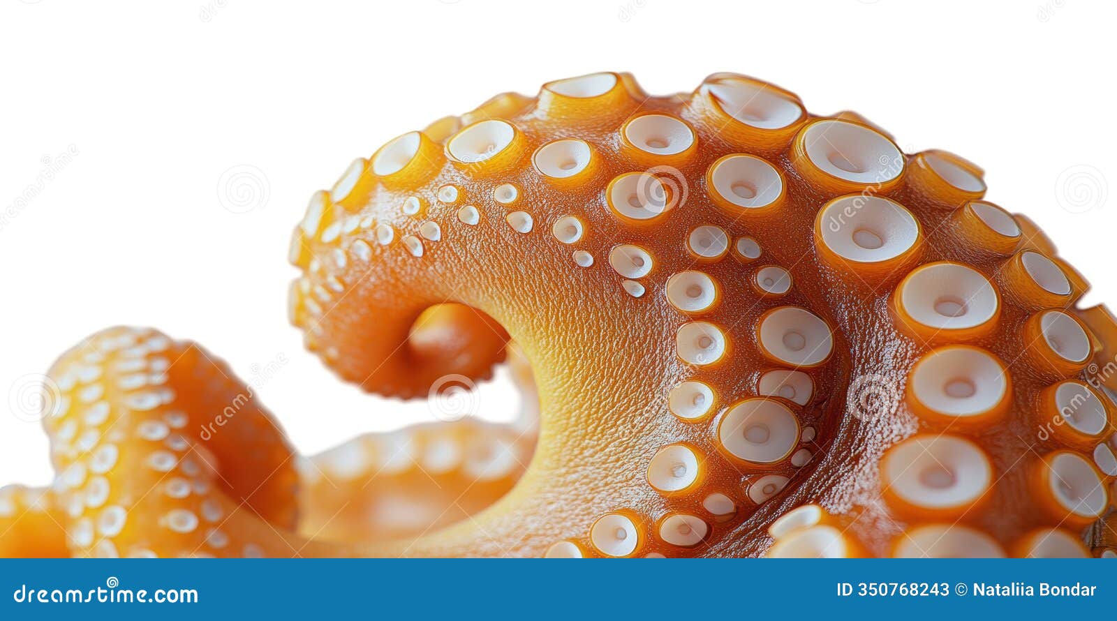 Close-up of Octopus Tentacle Isolated on Transparent Background Stock ...