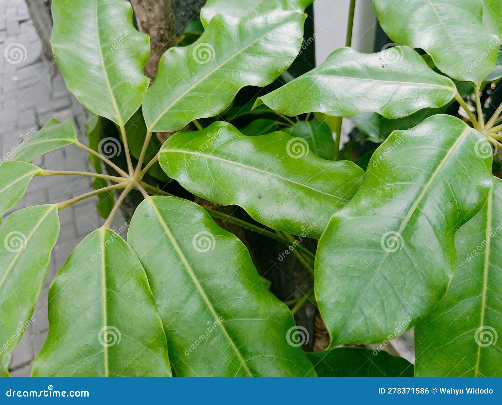 Close Up of Octopus Tree Plant Stock Photo - Image of pattern, spring ...
