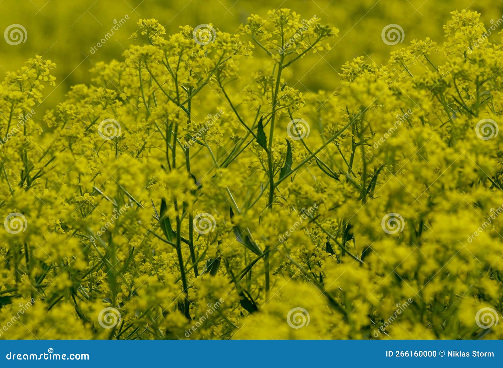 Close Up of Oilseed Field during Spring Stock Photo - Image of flora ...