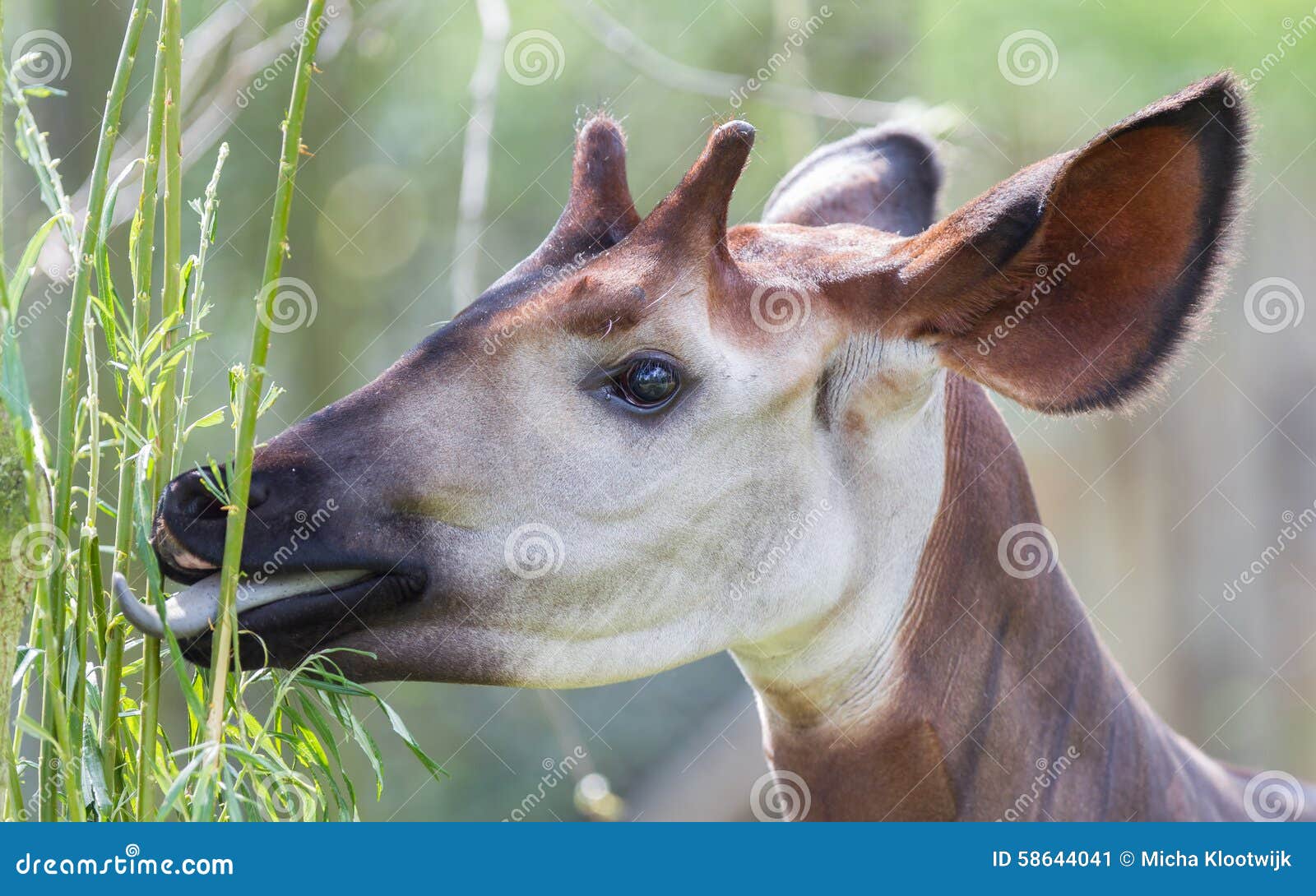 Close-up of an Okapi Eating Stock Image - Image of kingdom, wild: 58644041