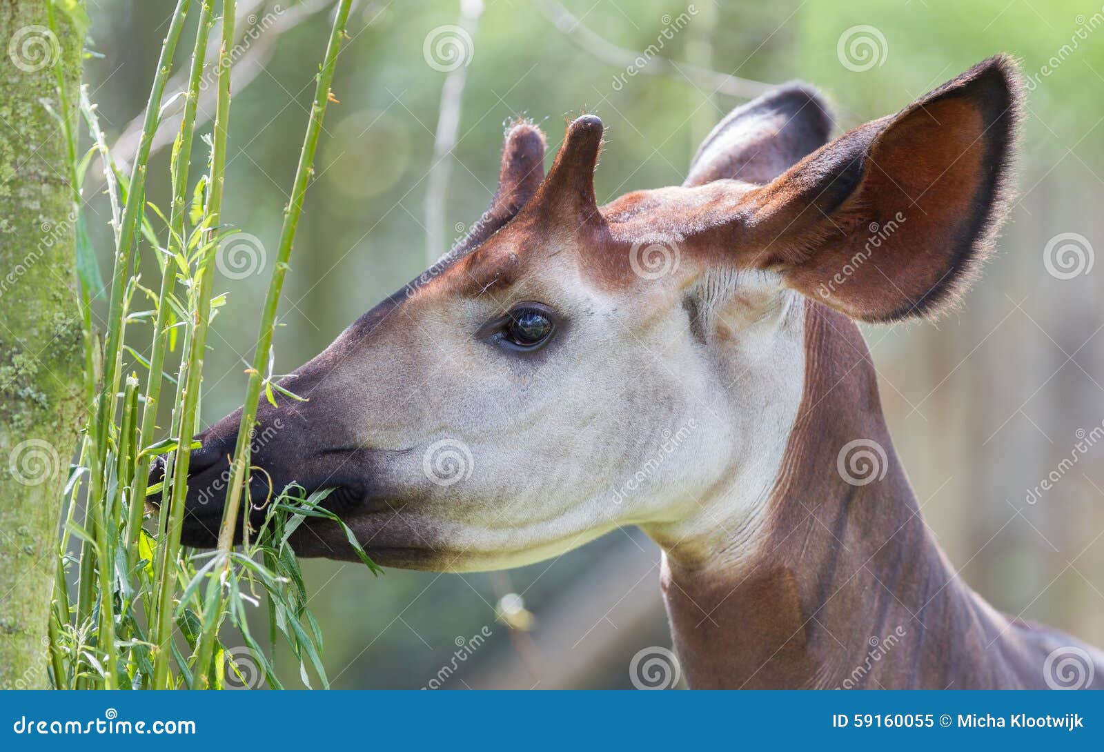 430 Okapi Photos - Free & Royalty-Free Stock Photos from Dreamstime