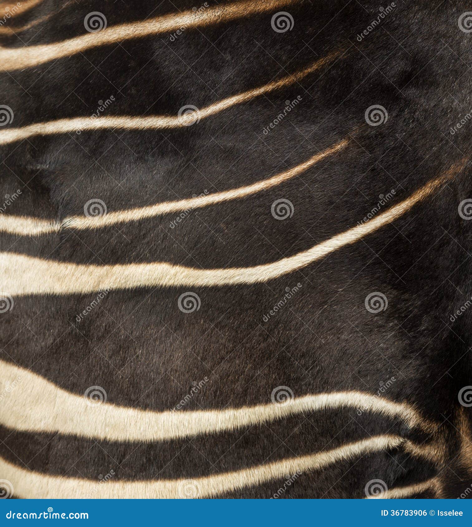Close-up of an Okapi s fur stock photo. Image of people - 36783906