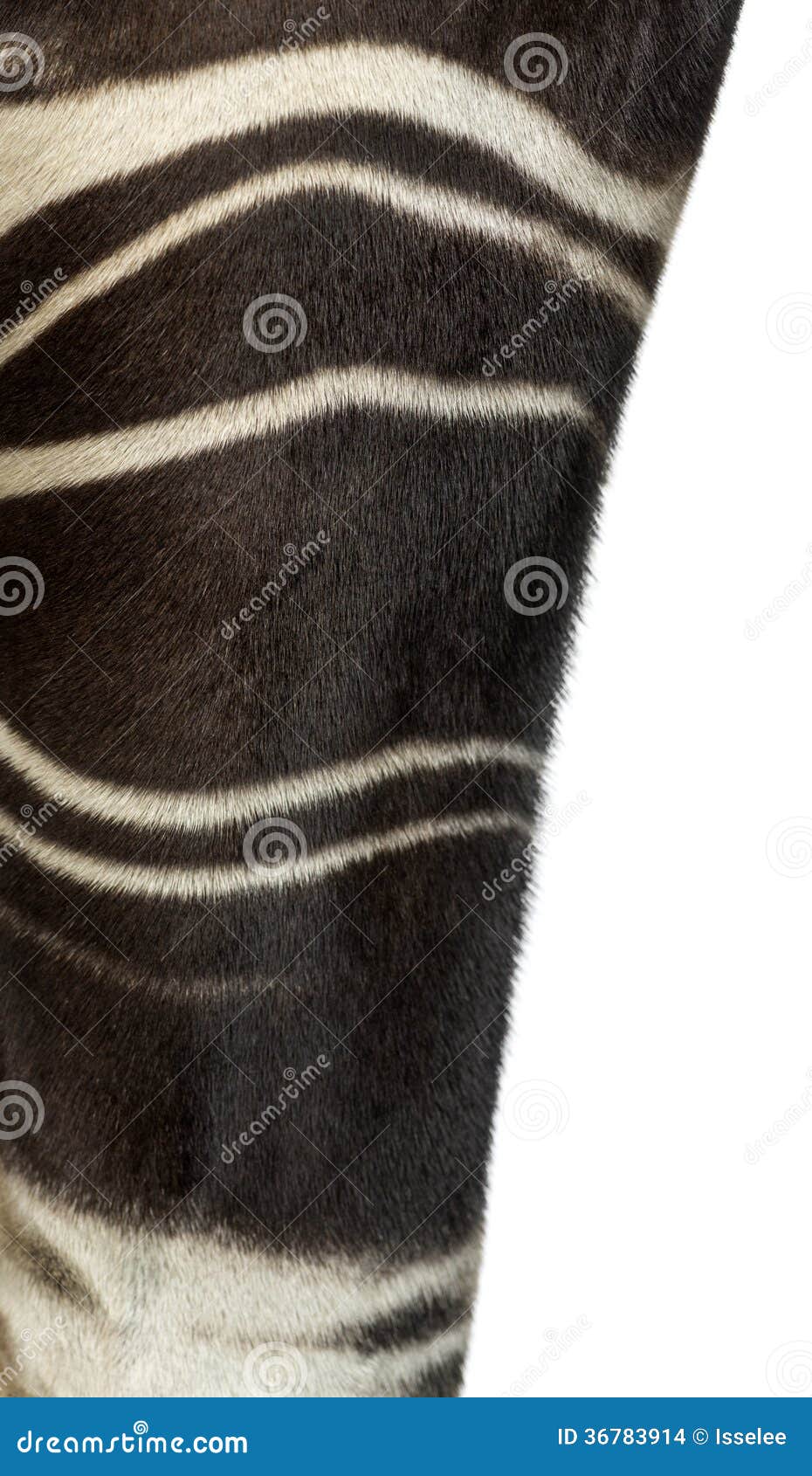 Close-up of an Okapi S Fur, Okapia Johnstoni, Isolated Stock Photo ...