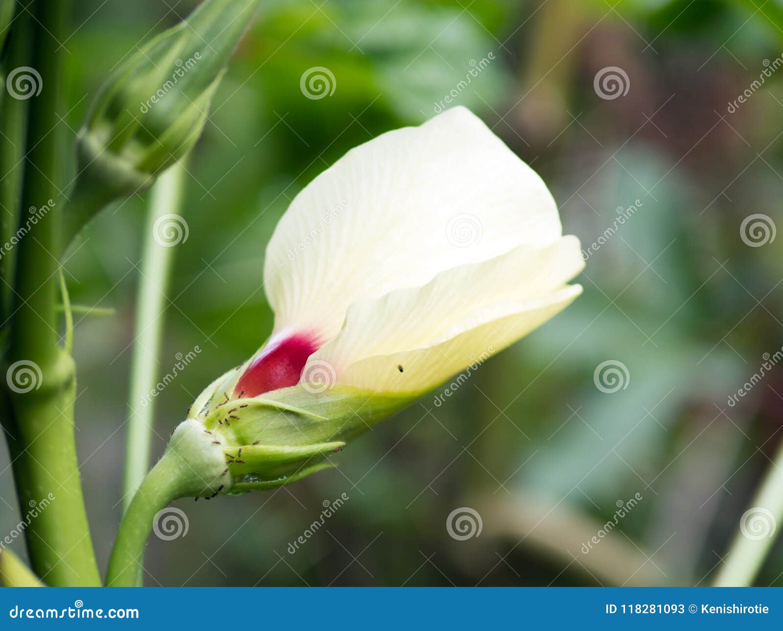 Close up of okra flower stock image. Image of stamen - 118281093