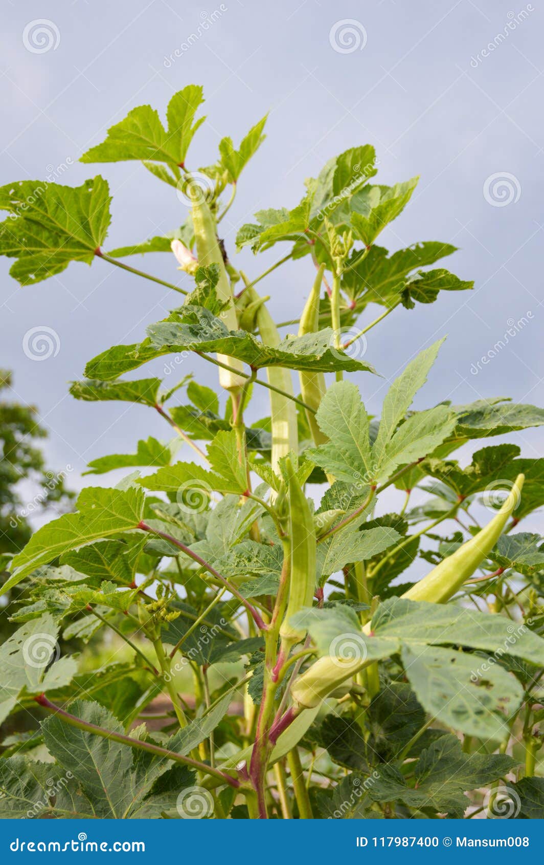 Okra tree in nature garden stock photo. Image of abelmochus - 117987400