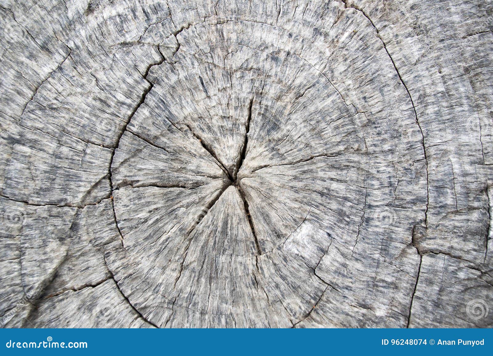 Close Up Old Annual Ring Tree Abstract Background Stock Photo - Image ...