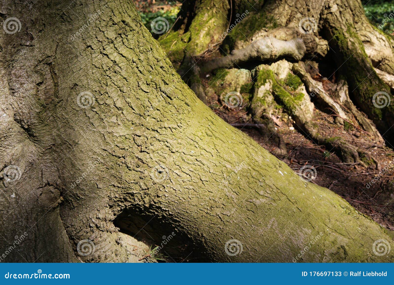 Close Up of Old Beech Tree Roots in German Forest - Germany Stock Image ...