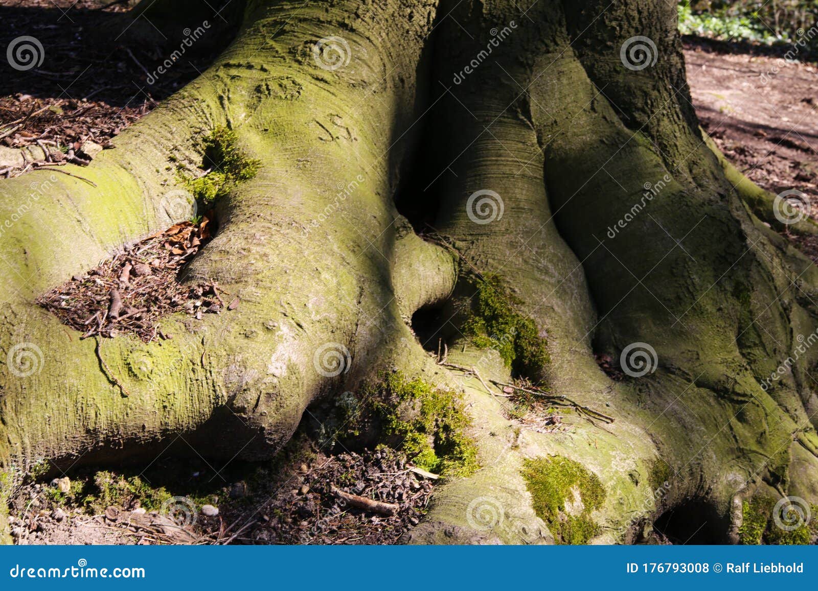 Close Up of Old Beech Tree Roots in German Forest - Germany Stock Photo ...