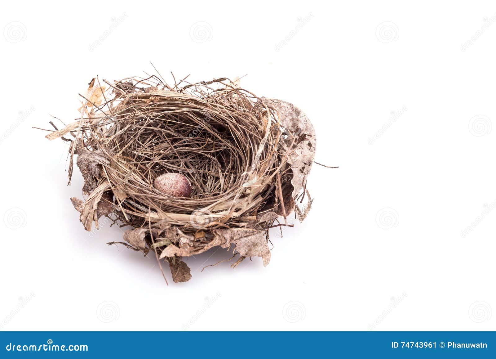 Close Up Old Bird Nest with One Egg Isolated on White Stock Image ...