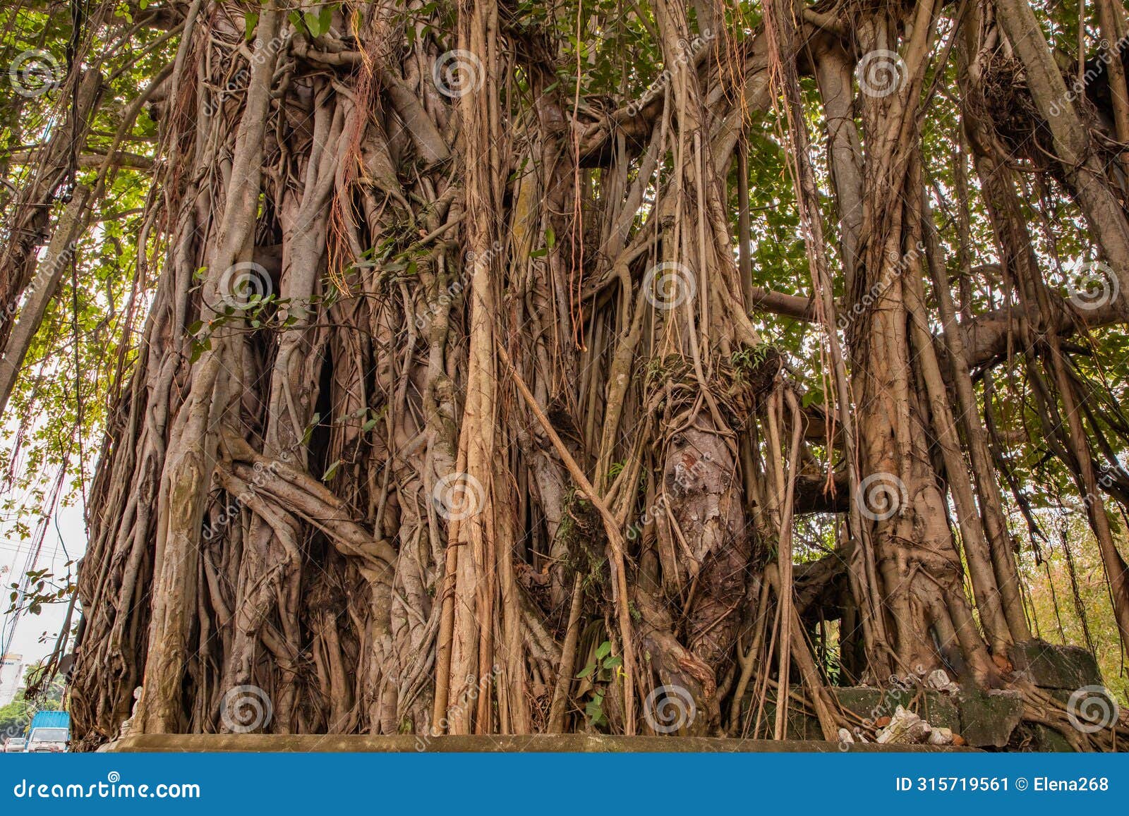 Close Up Old Bot or Banyan Tree Big Roots Stock Image - Image of ...