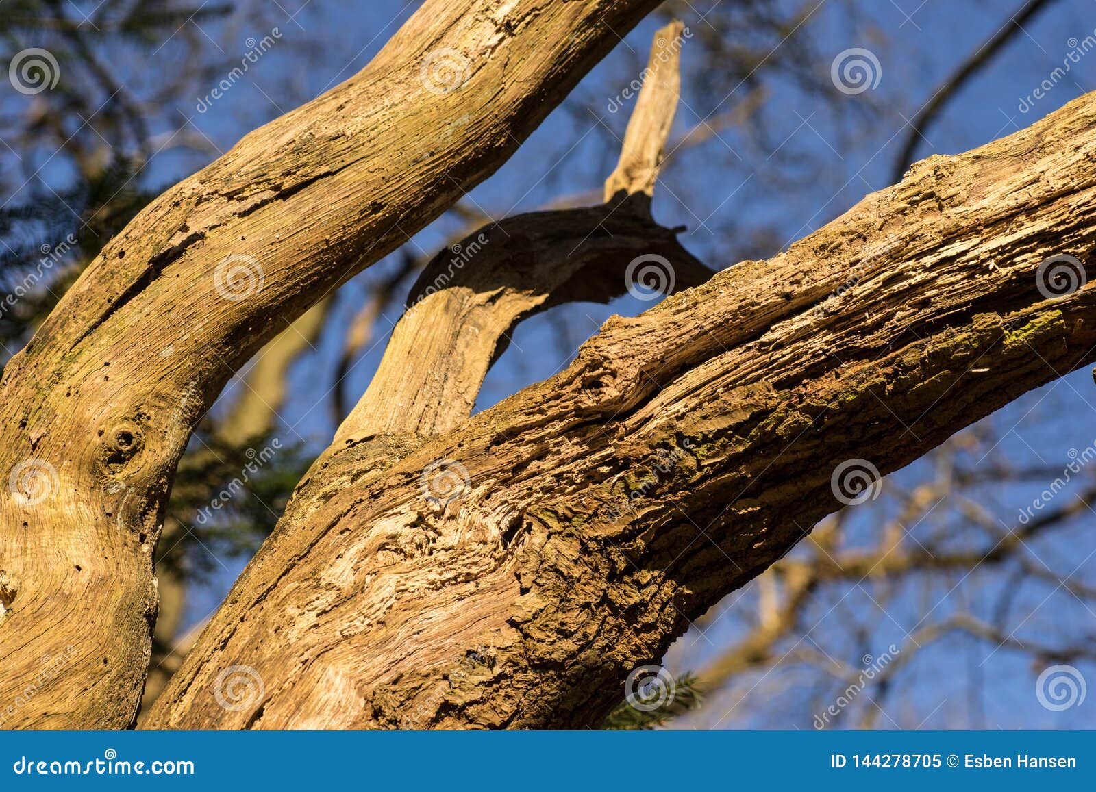 Close Up of Old Branches on Tree Stock Image - Image of forest, decor ...
