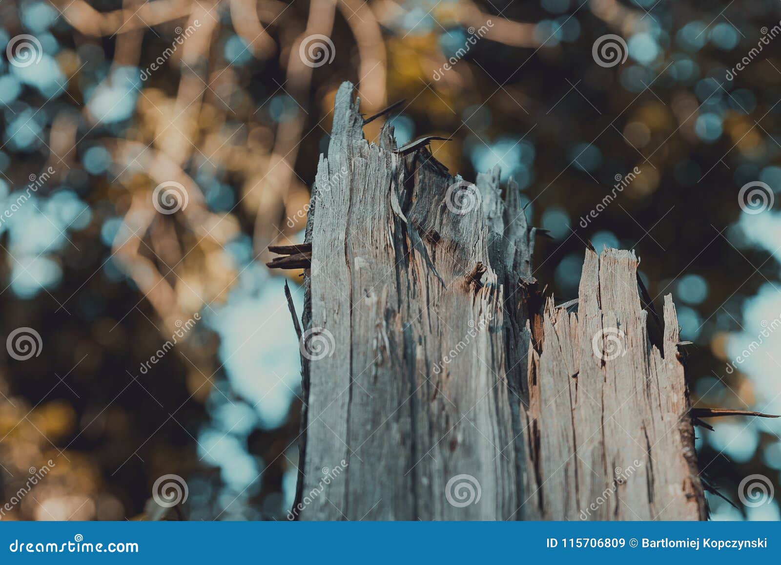 Close Up of Old Broken Tree Stock Image - Image of poland, lush: 115706809