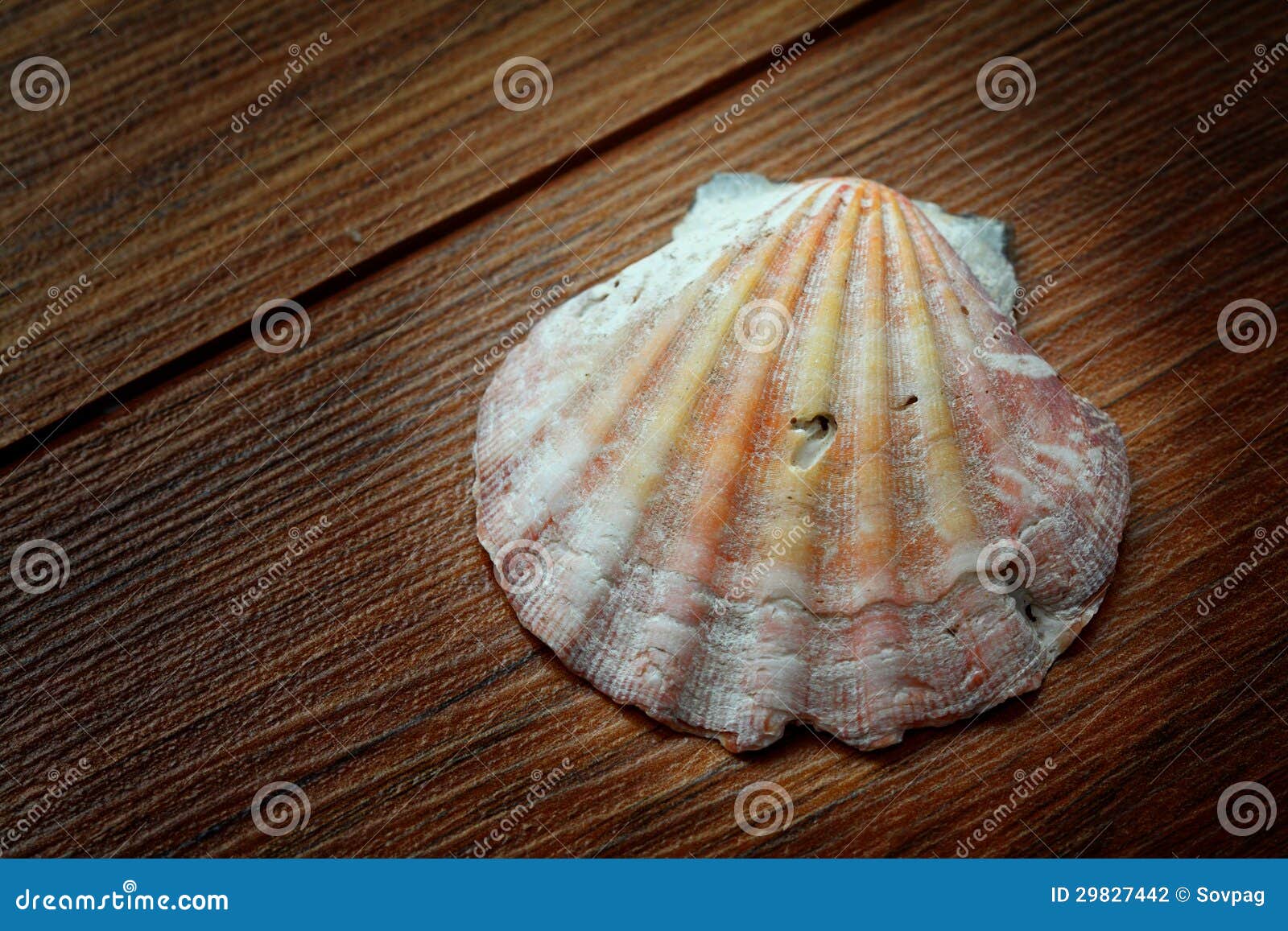 Brown seashell stock photo. Image of ocean, beautiful - 29827442