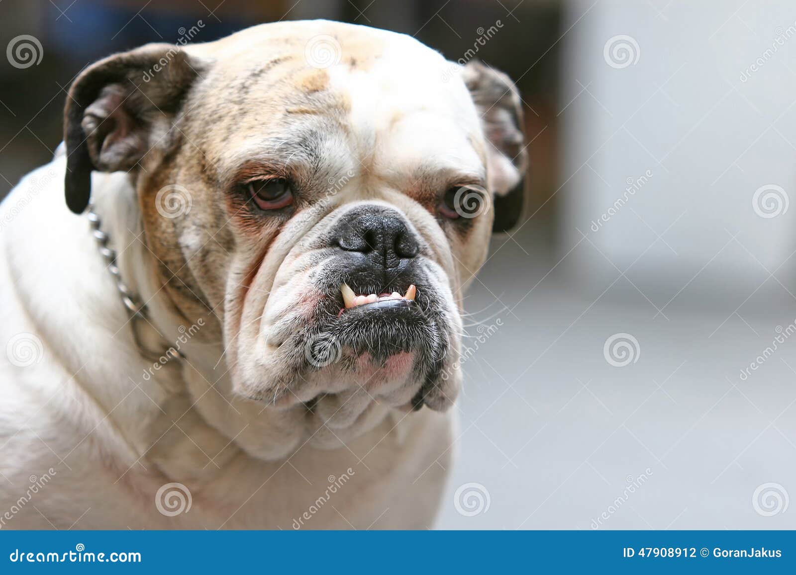 Close up of old bulldog stock photo. Image of pedigreed - 47908912