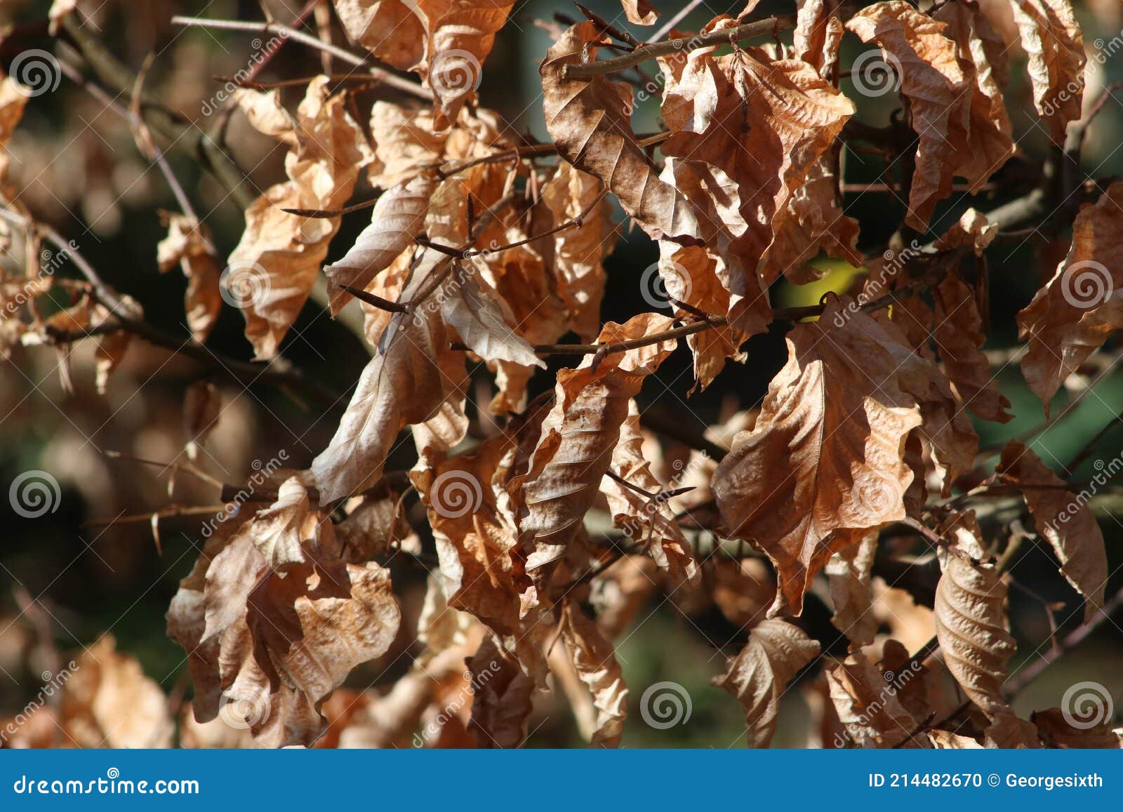 Close Up of Old Copper Beech Leaves Still on Bush Stock Photo - Image ...