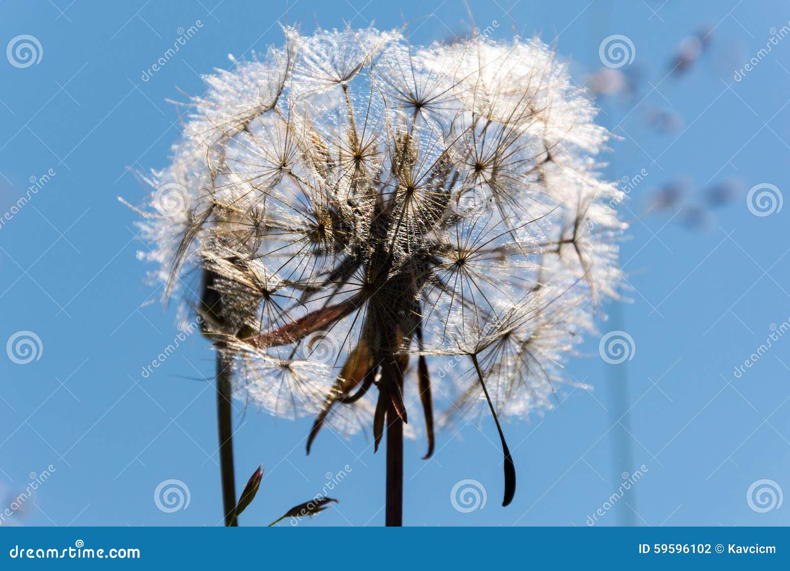 Close-up of old dandelion stock photo. Image of seed - 59596102
