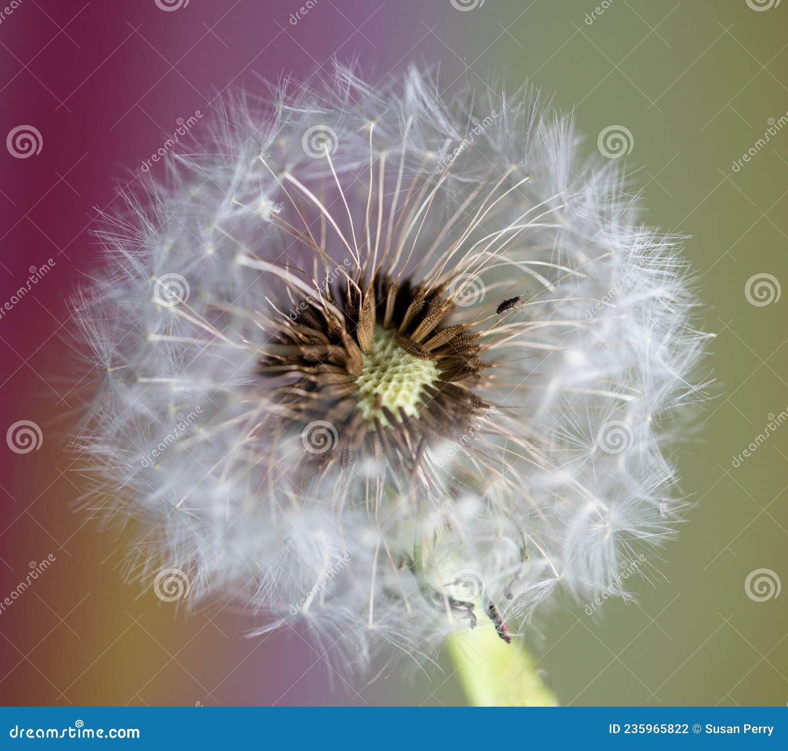 Close Up of a Old Dandelion, Dandelion Clocks Stock Photo - Image of ...