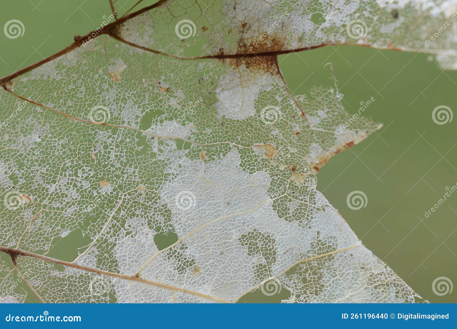 Transparent Decaying Maple Leaf on Green Stock Photo - Image of ...