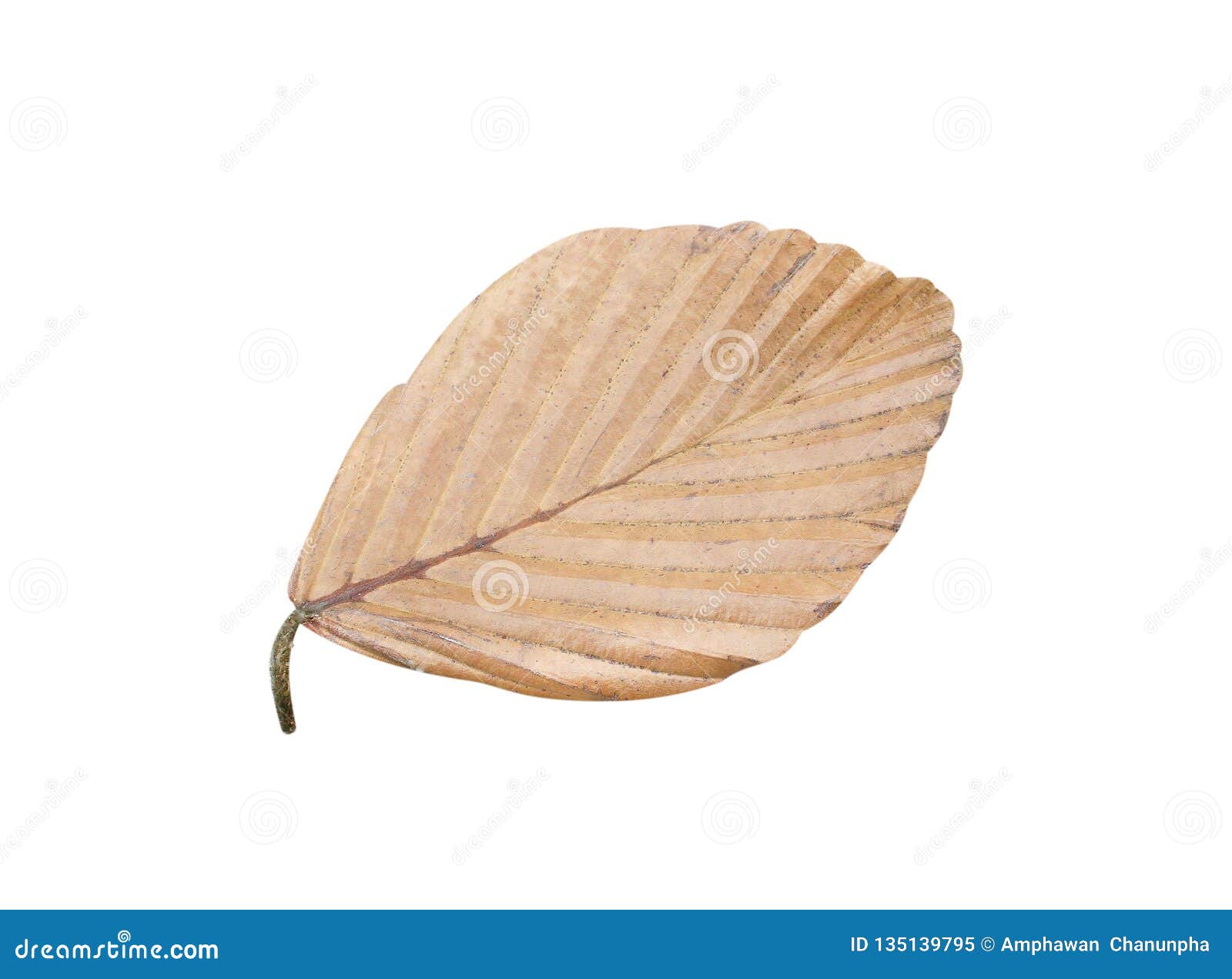 Old Dried Leaves in Line Pattern Isolated on White Background with ...