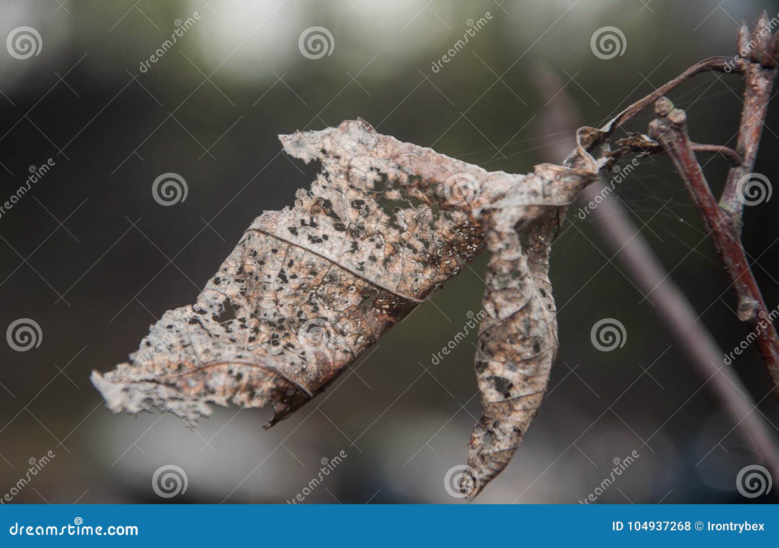 Close Up Of A Dying Japanese Butterfly Stock Photo | CartoonDealer.com ...