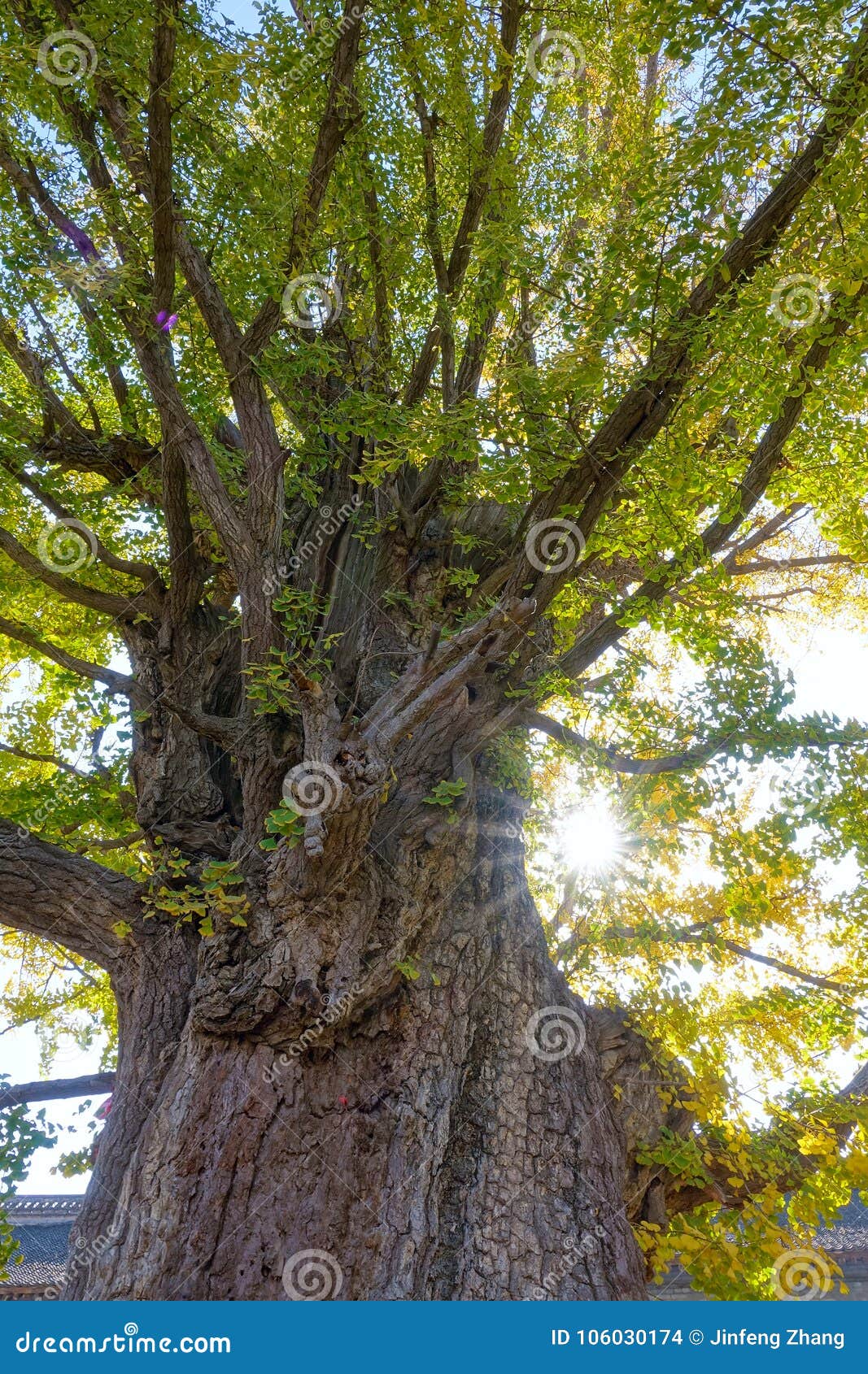 Ginkgo tree stock photo. Image of adiantifolia, trunk - 106030174