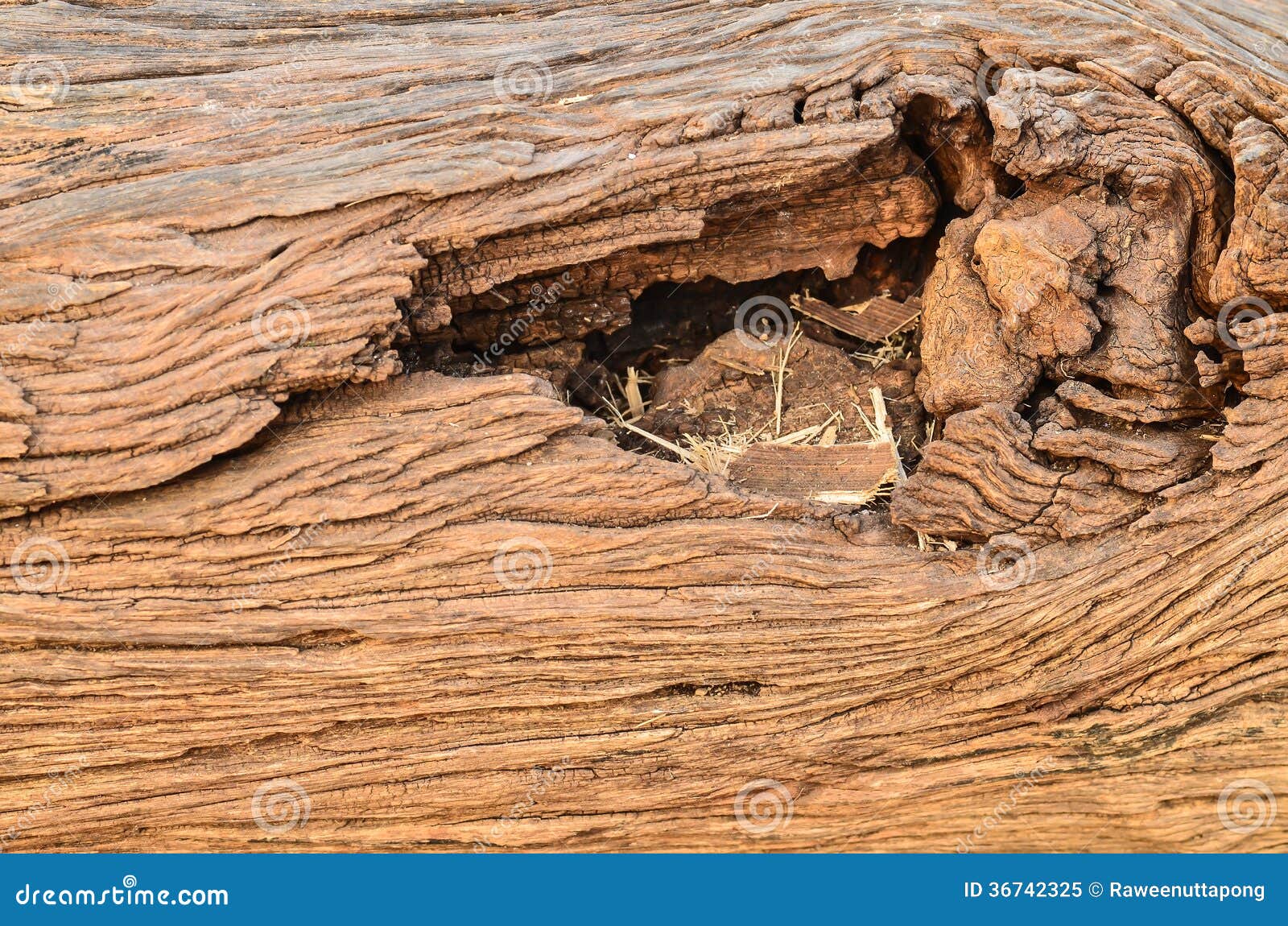 Close Up of Old Gnarled Tree Stock Image - Image of natural, outdoor ...