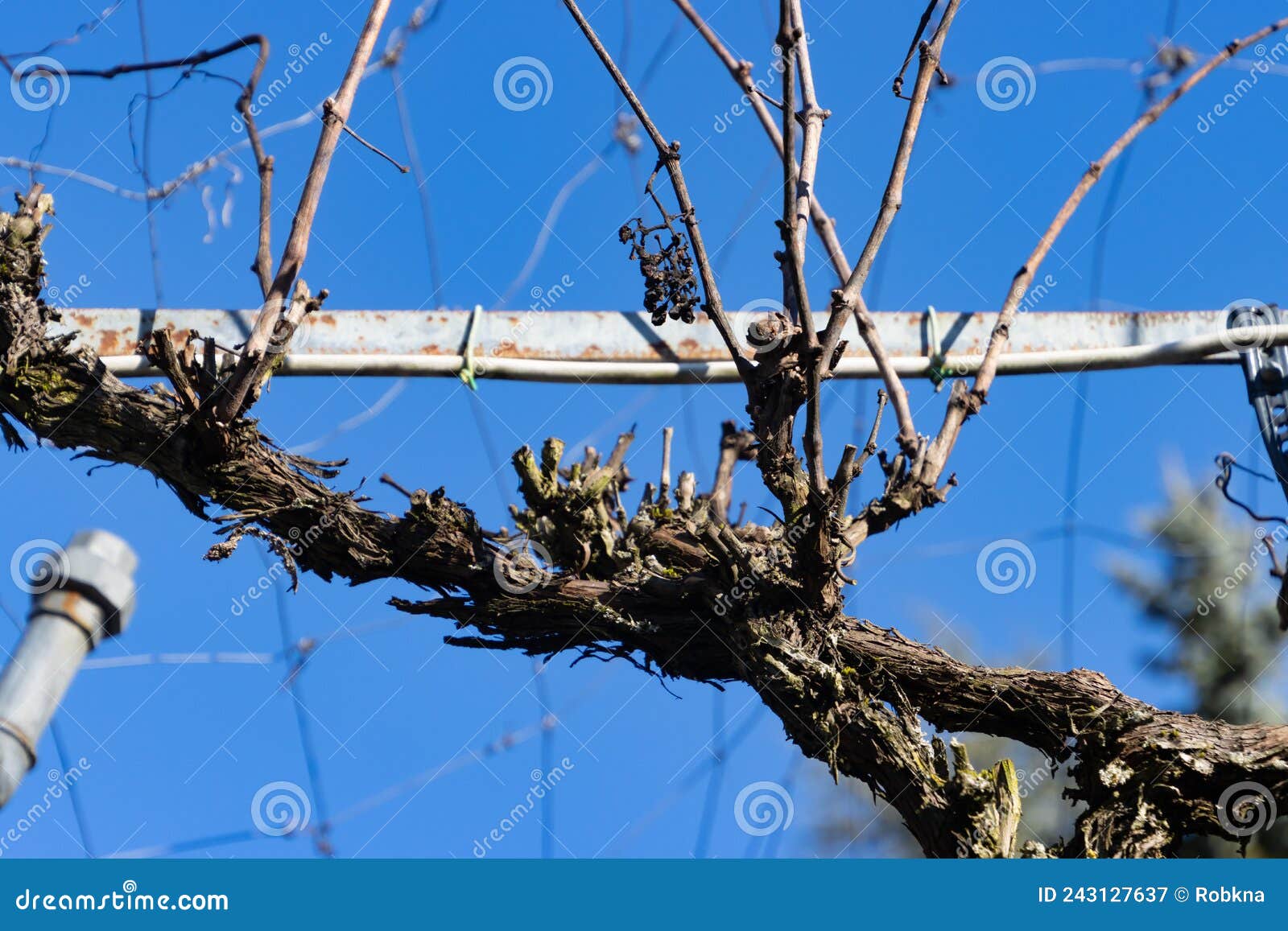 Close Up of Old Grape Vines in a Abandoned Greenhouse Stock Image ...