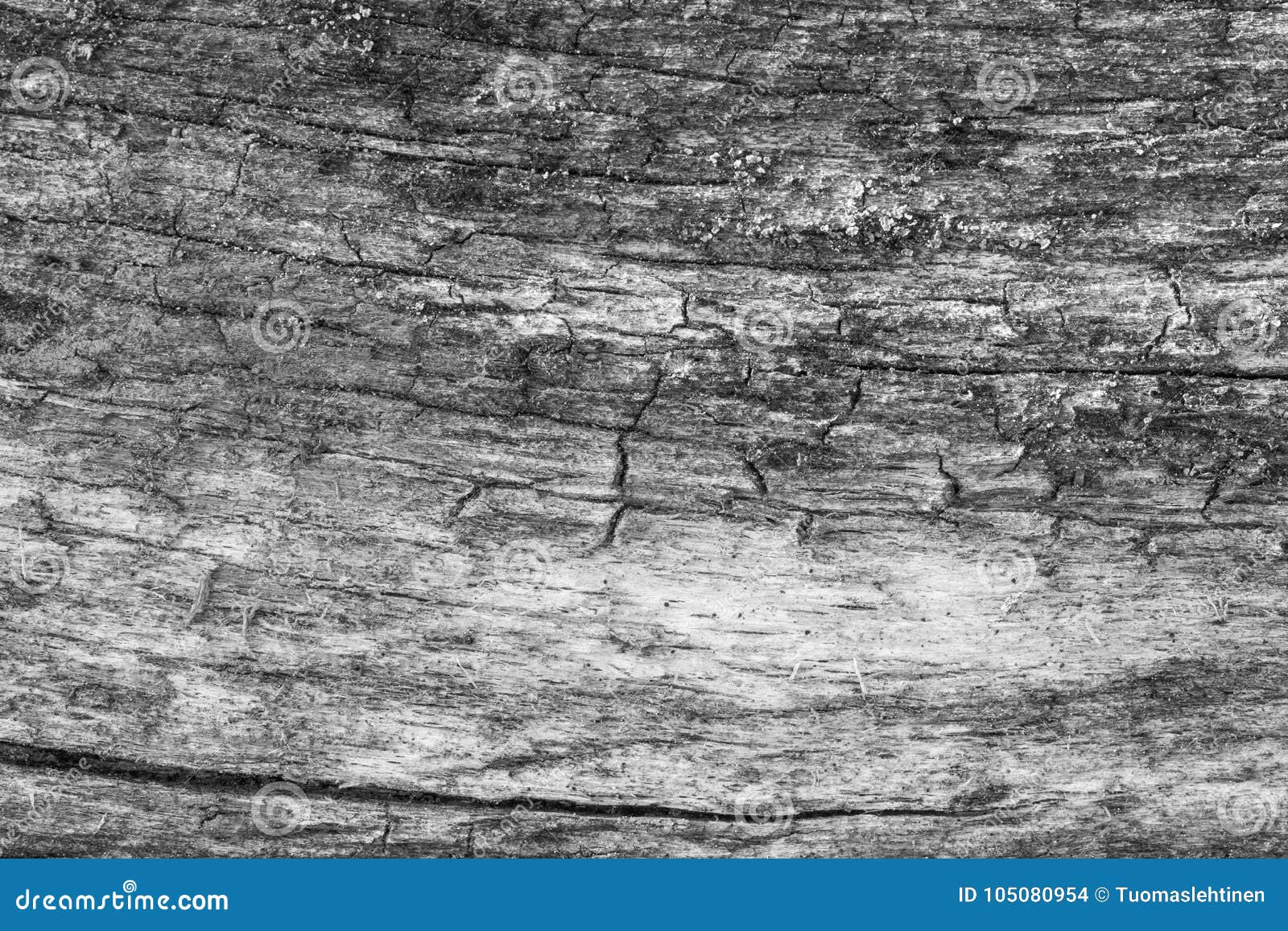 Closeup of an old tree stock photo. Image of surface - 105080954