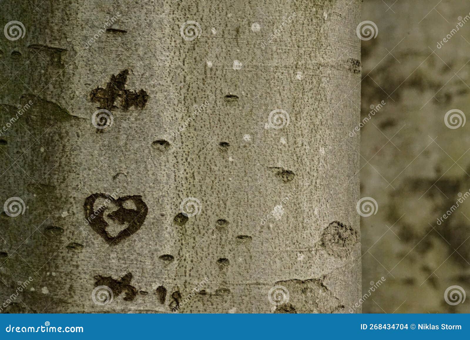 Close Up of Old Love Symbol in a Tree Stock Photo - Image of bark ...