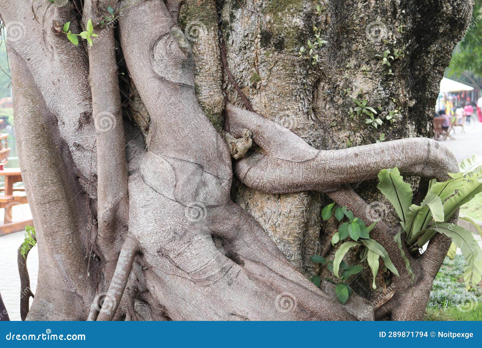 Close Up Old Pale Colored Tree Wood and Branch Stock Photo - Image of ...