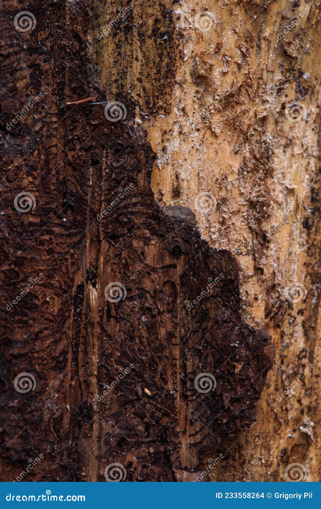 Close Up of an Old Pine Bark Eaten by Insects Stock Photo - Image of ...