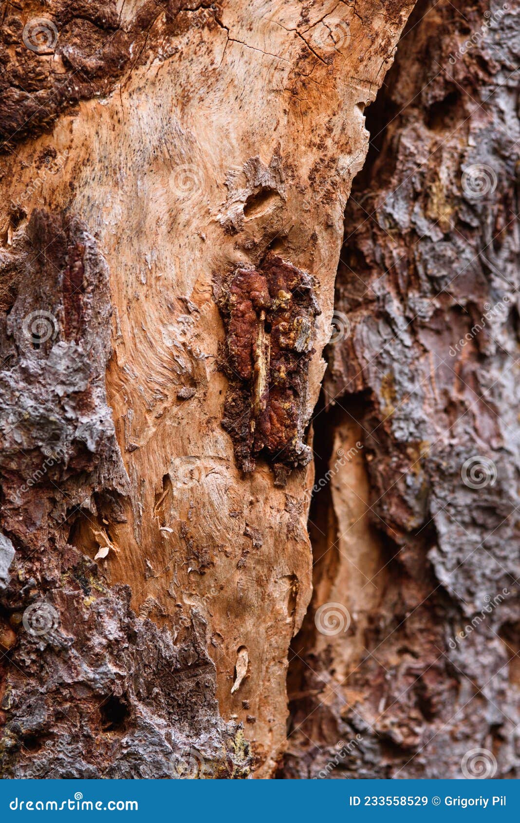 Close Up of an Old Pine Bark Eaten by Insects Stock Image - Image of ...