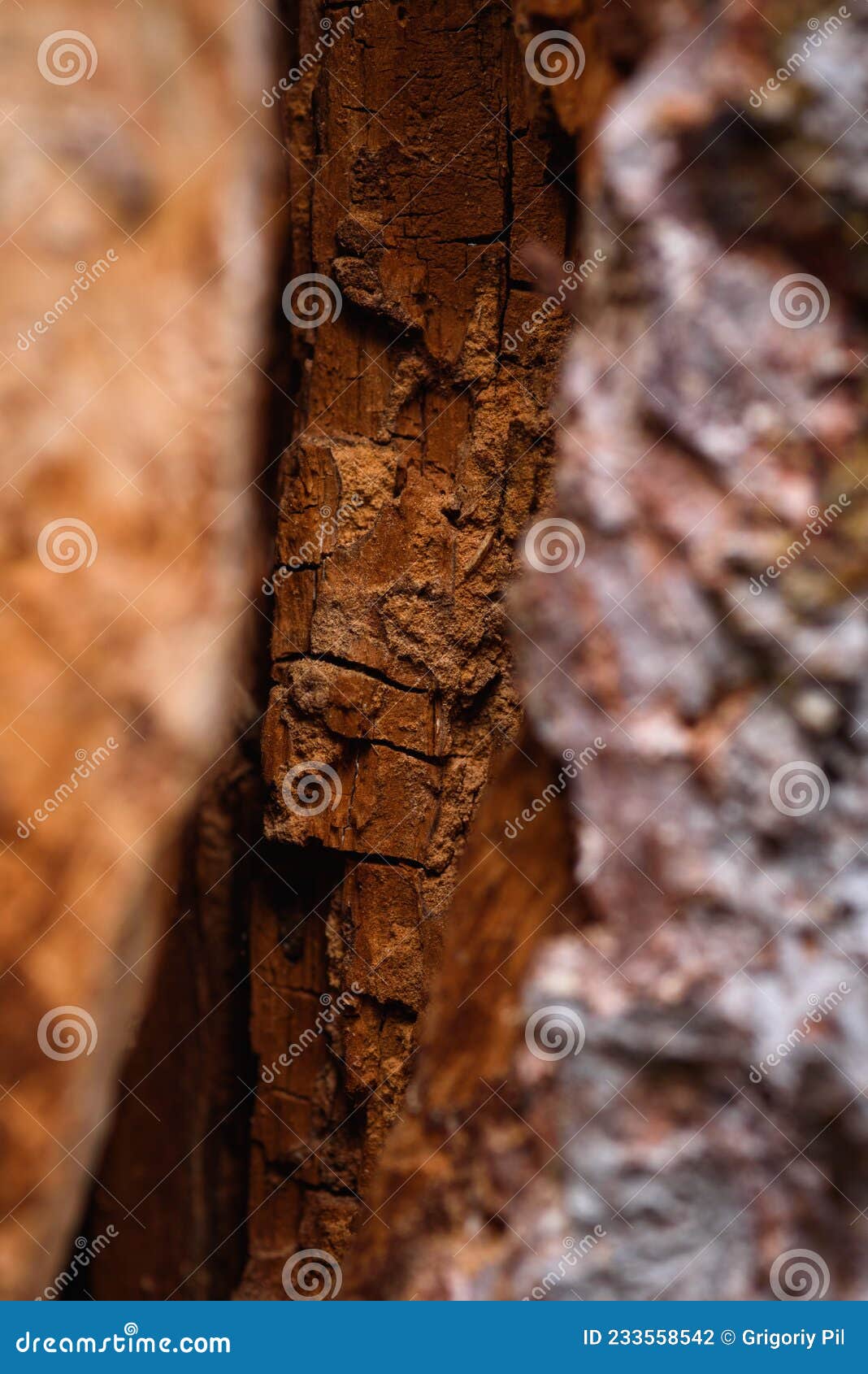Close Up of an Old Pine Bark Eaten by Insects Stock Photo - Image of ...