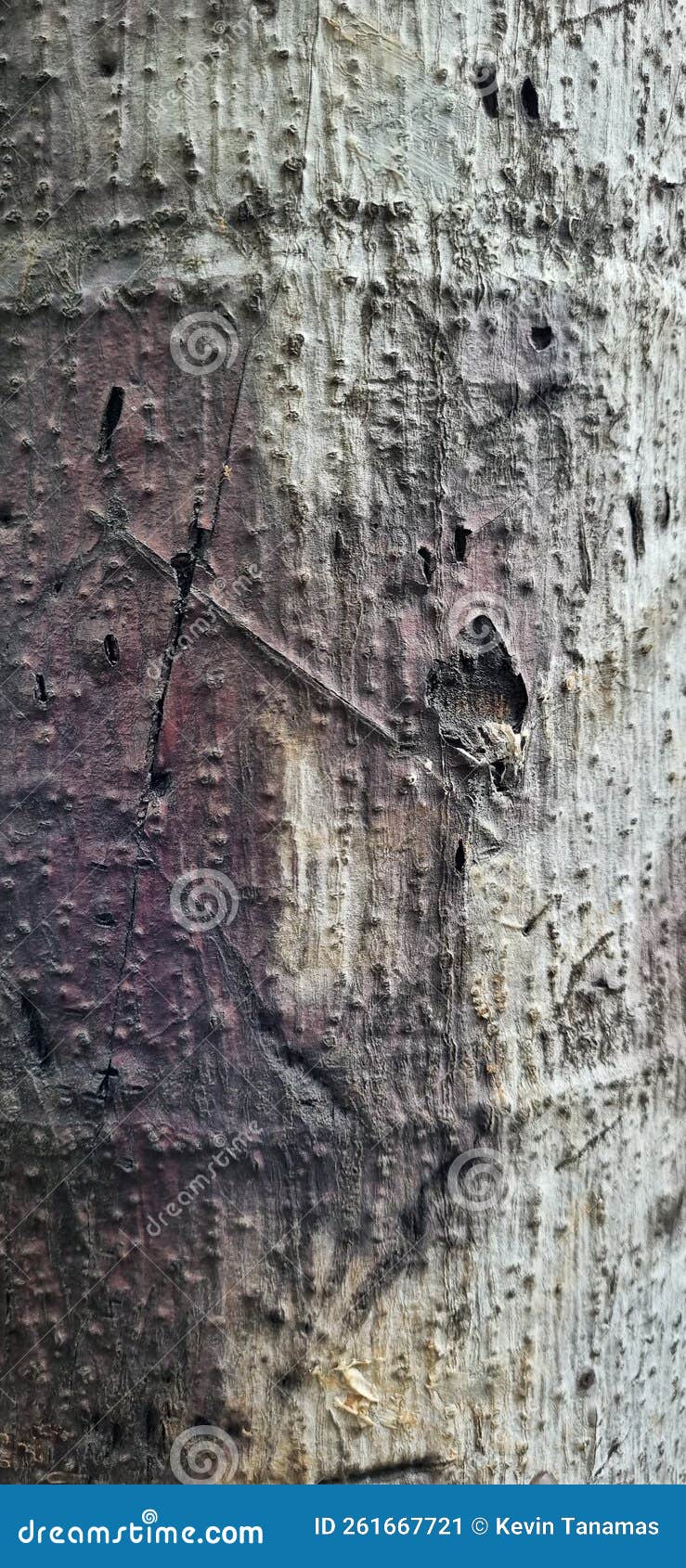 Close-up of an Old Pine Tree Trunk with Some Naturally Occurring ...