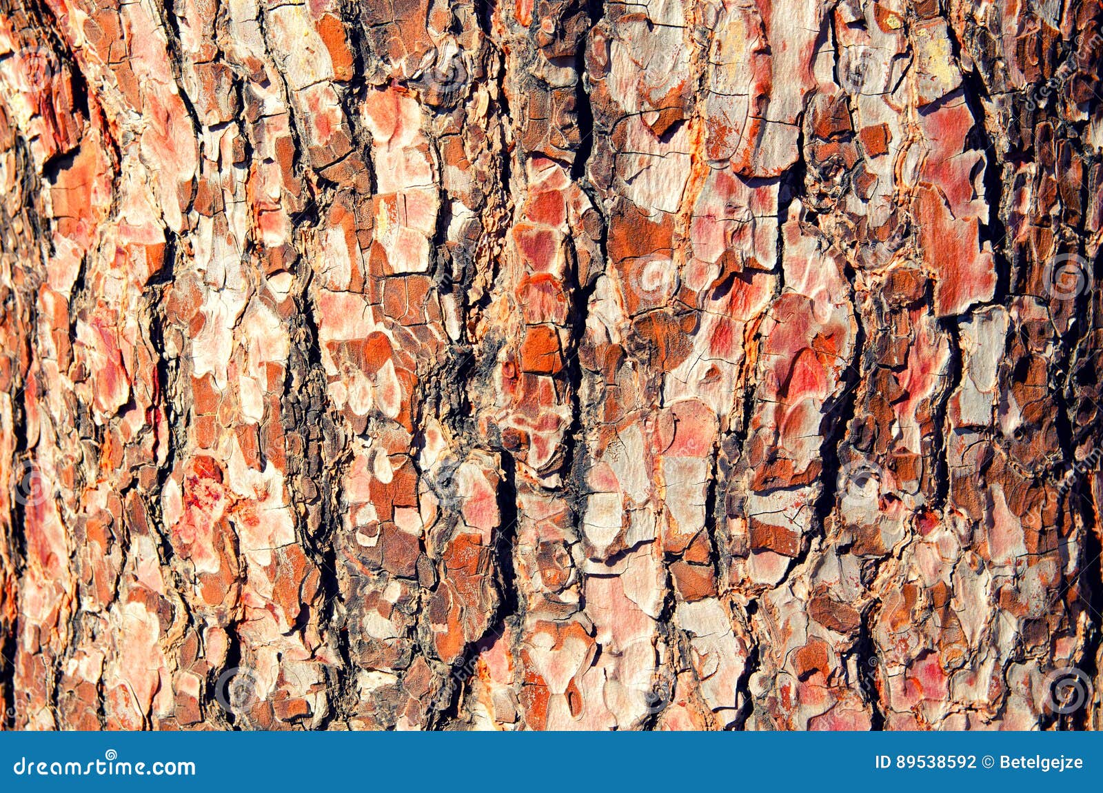 Close Up of Old Red Pine Tree Bark Texture. Organic Wood Background ... Close Up of Old Red Pine Tree Bark Texture. Organic Wood Background ...