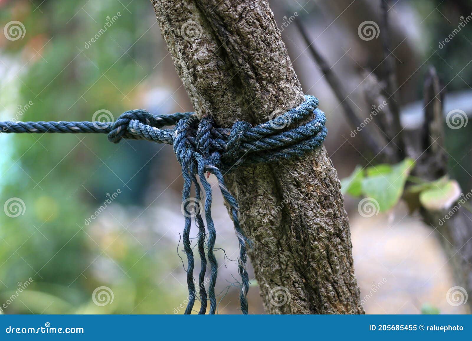 Close-up of Old Rope Tied To a Tree Stock Image - Image of rough ...
