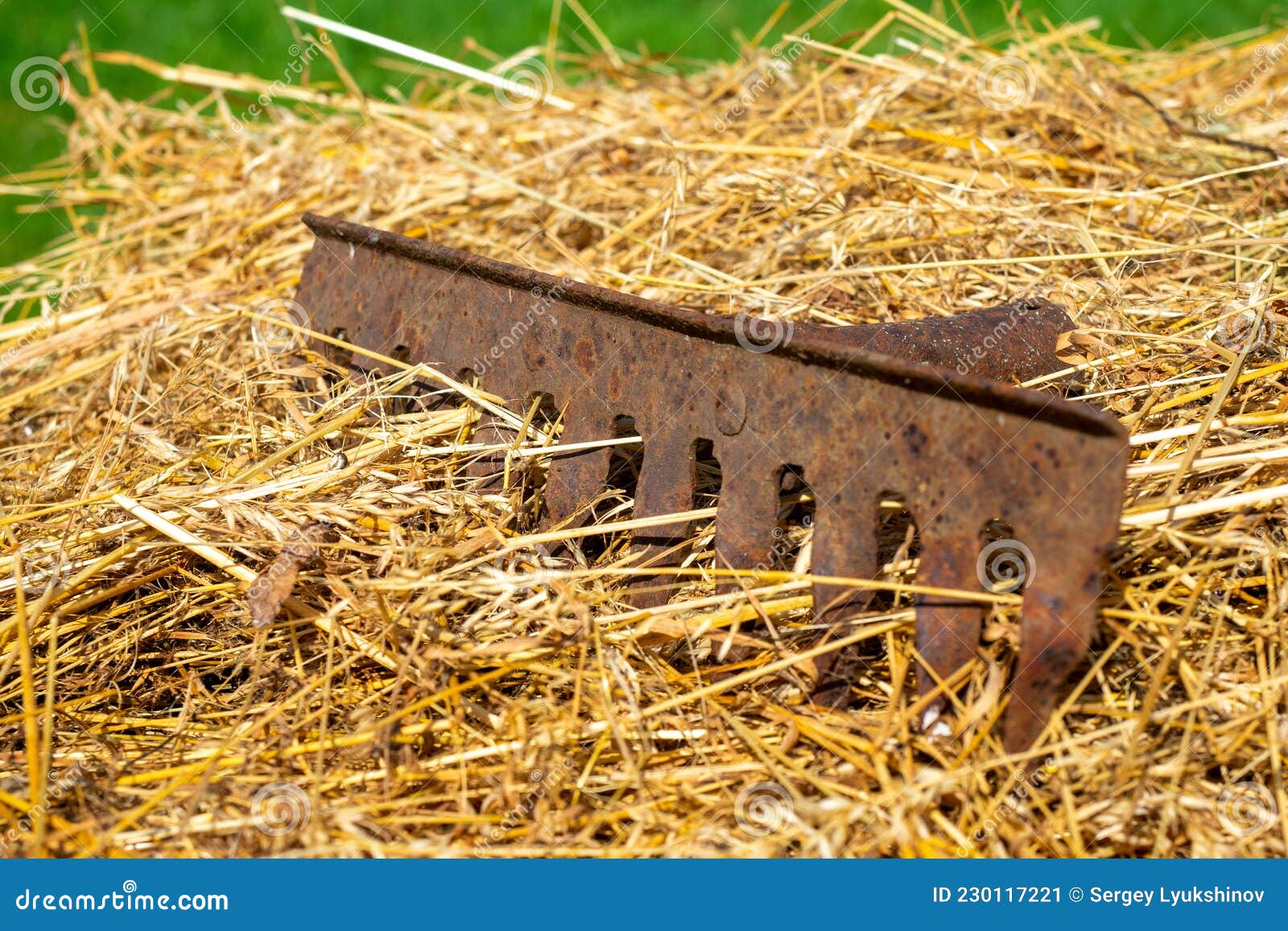 Close Up of the Old Rusty Metal Part of the Rake Lying on the Yellow ...