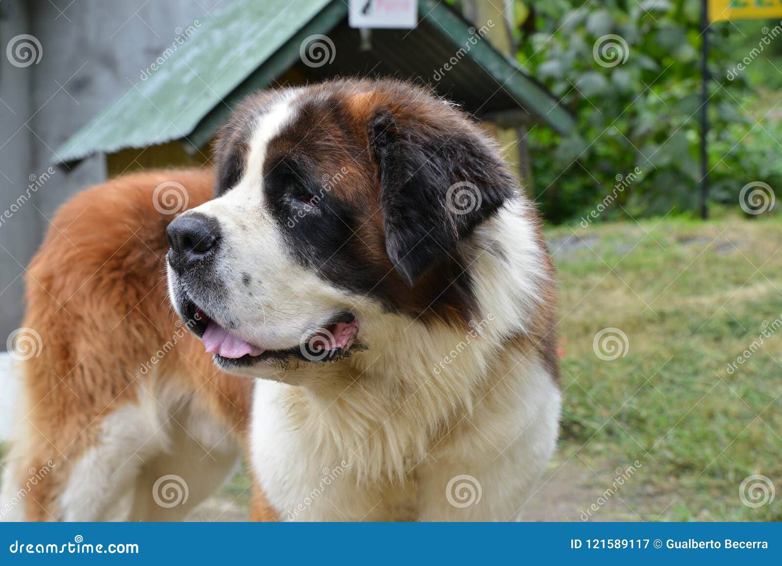 St. Bernard stock image. Image of outdoors, white, brown - 121589117